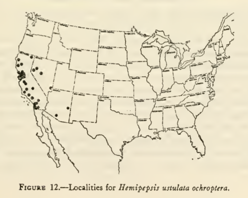 June 8, 2013, Shasta: Sting of the Tarantula Hawk