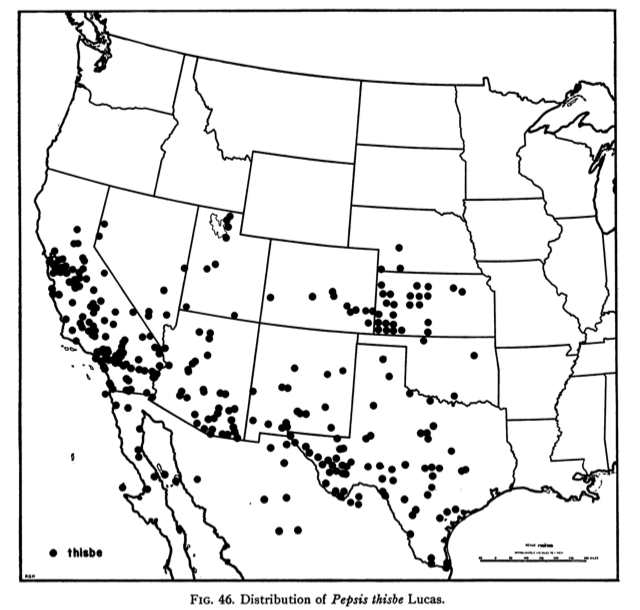 June 8, 2013, Shasta: Sting of the Tarantula Hawk